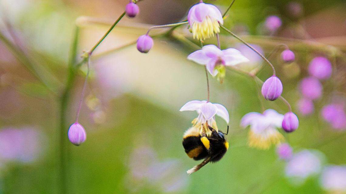 How to tell apart carpenter bees from bumblebees in NC | Charlotte Observer