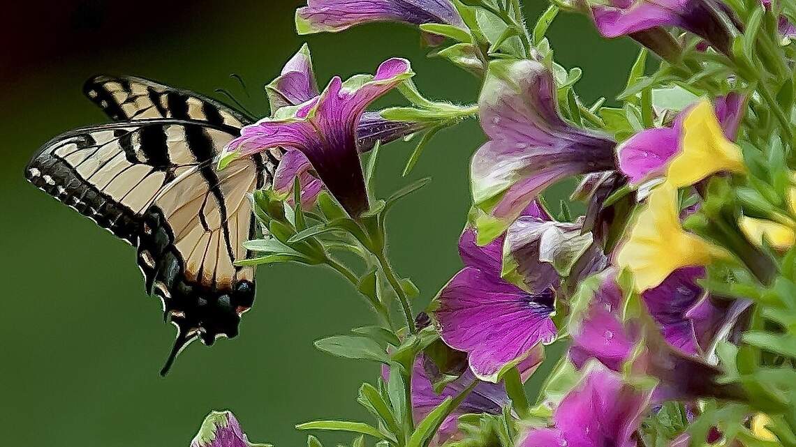 How to attract butterflies to your yard in Raleigh, NC | Raleigh News ...
