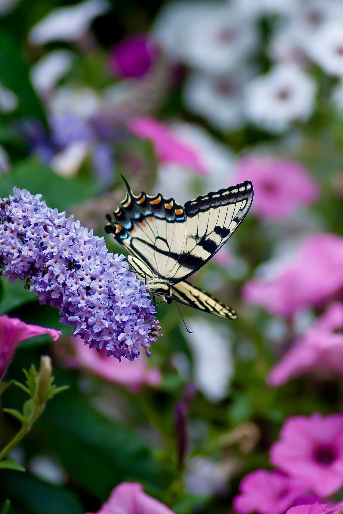How to get the South Carolina state butterfly to your yard | The State