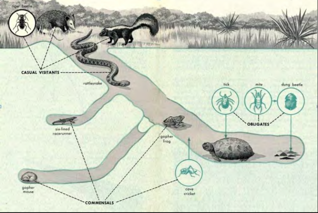 Saving the Georgia gopher tortoise: How it happened | Columbus Ledger ...