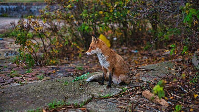 I saw foxes in my Georgia backyard. What to know to keep pets safe ...